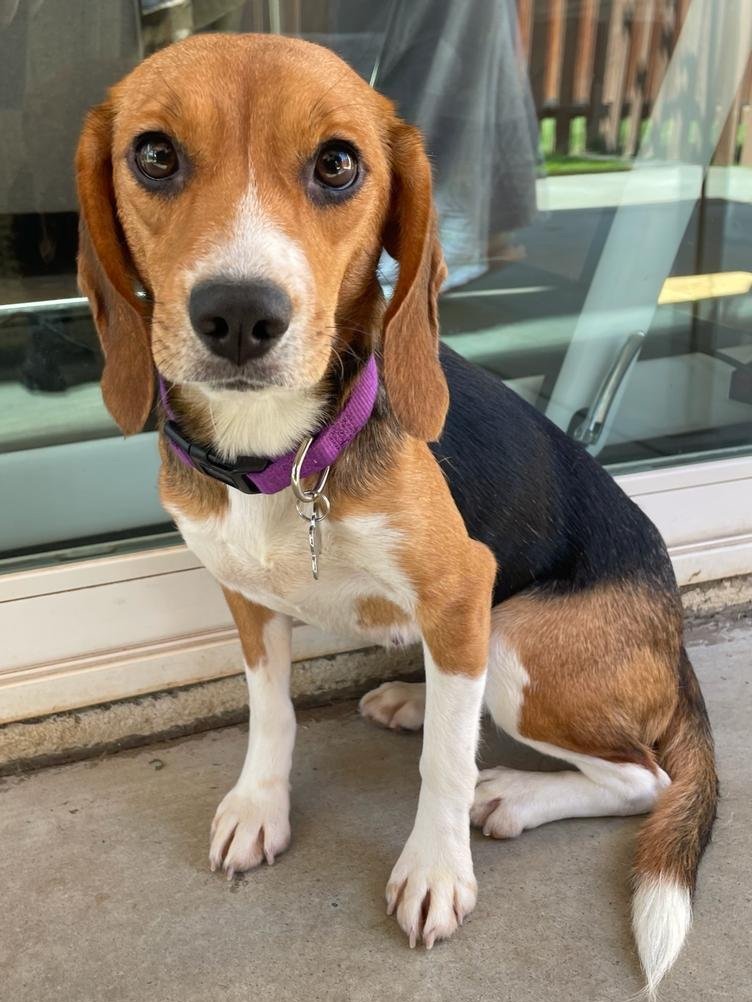 NIH Beagle Testing Lab Shut Down After 40 Years