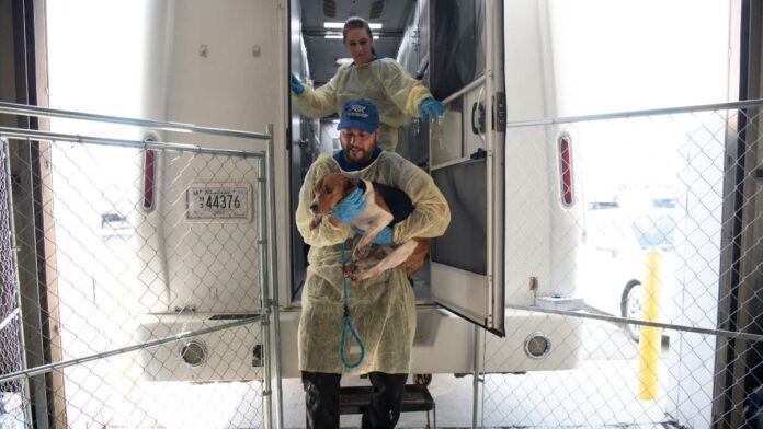 NIH Beagle Testing Lab Shut Down After 40 Years